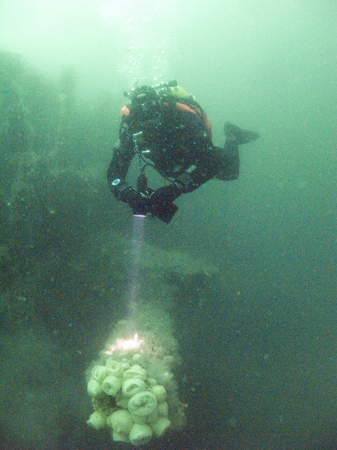 Learn With Us - BSAC London No.1